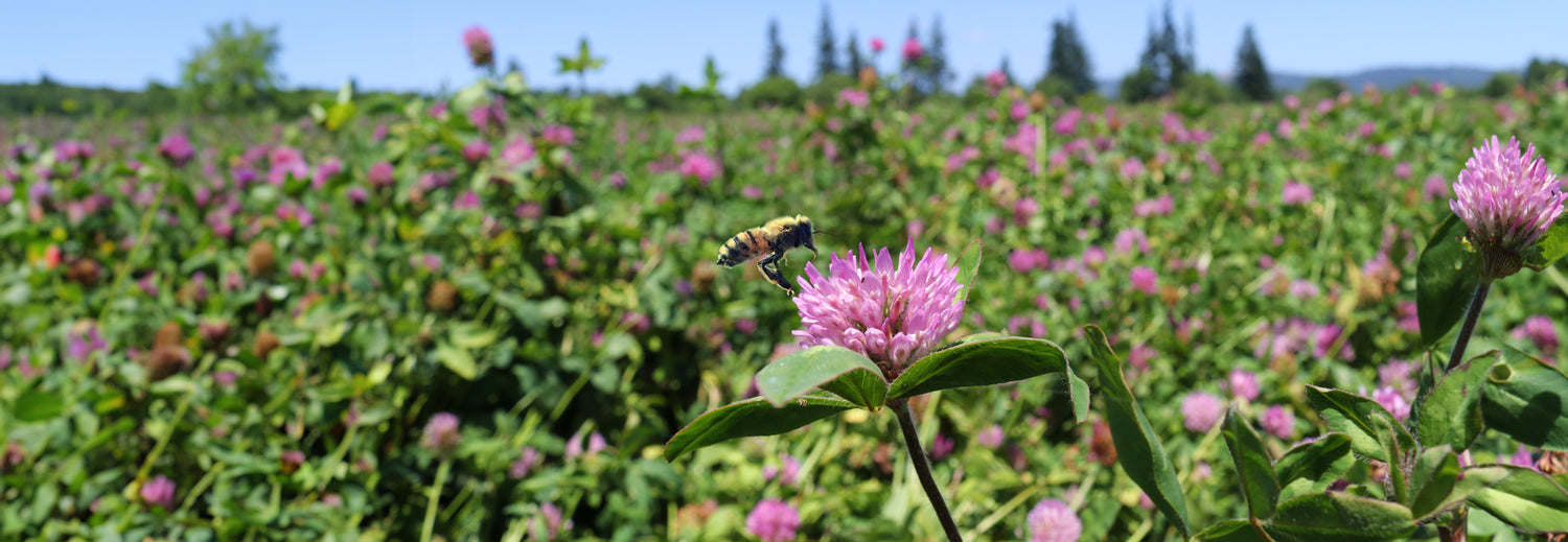 Bees, Pollination & Honey, Sweet Honey – Hummingbird Wholesale